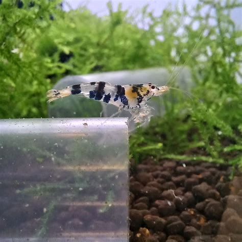 Raccon Tiger Vorosmartyshrimp Hu