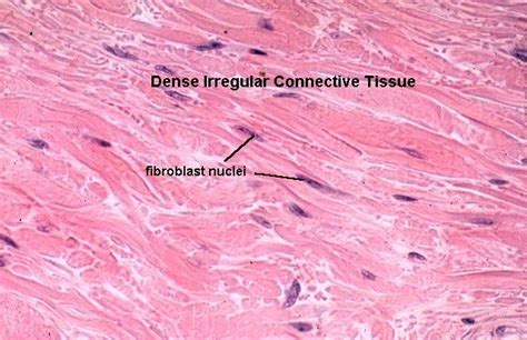 Fibroblast Histology Collagen Fibers