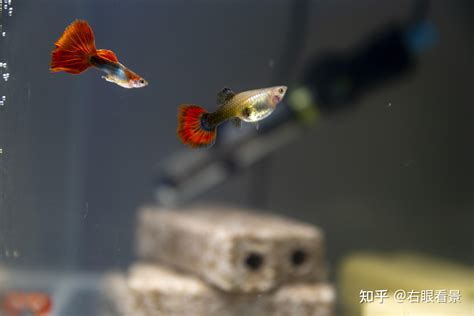 孔雀鱼的疾病几乎在饲养过程中不可避免而白点病更是常见如果想要治愈就得根据白点病的程度有以下几点值得你注意