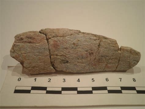 Complete Dinosaur Fossil Cervical Rib Hadrosaurus Catawiki