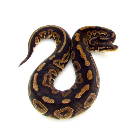 Nuclear Spinner Ball Python