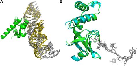 Figure 1 From A Structure Based Model For The Prediction Of Protein Rna