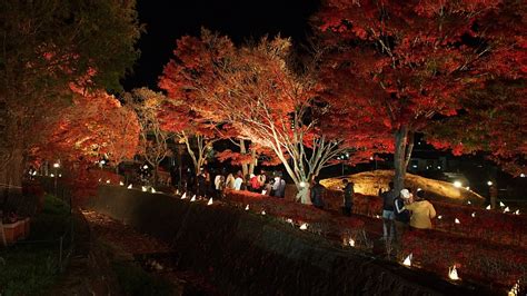 【山梨縣】傳說中的絕美夜楓聖地！富士河口湖紅葉祭「楓葉迴廊」 悅遊日本 Mobile01
