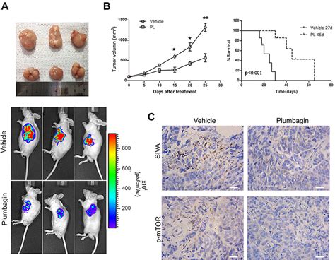 Plumbagin Inhibits Proliferation And Induces Apoptosis Of Hepatocellul