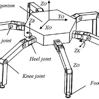 Structure Of The Hexapod Robot Download Scientific Diagram