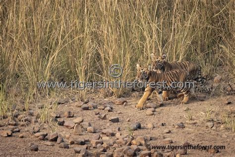 Young Cubs Of Tigress Choti Dara In Tigers And Other Indian Wildlife