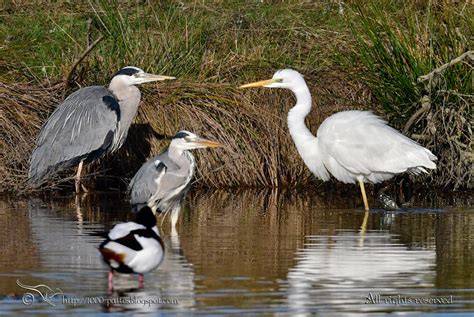 WILDLIFE GATEWAY Ardeidés Héron cendré et Grande aigrette