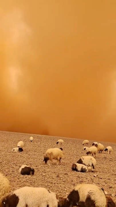 العجاج والغنم Youtube