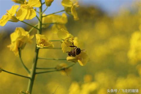 春天的氣息 每日頭條
