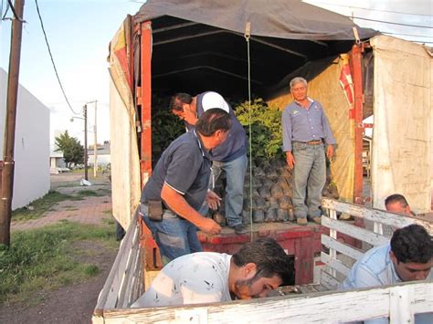 PRODUCEN HASTA 30 TONELADAS DE HIGO EN CORTAZAR Guanajuato Sur Noticias
