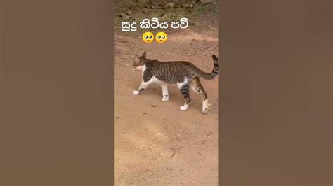 සුදු කිටියා පව් 🥺🥺 Senuli Artfunny Cute Youtube