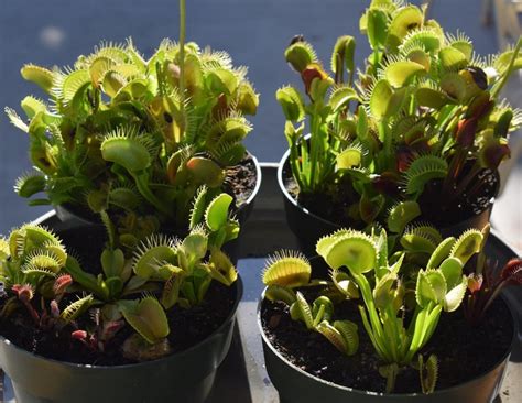 Venus Fly Trap Flower Seeds At Jenenge Blog
