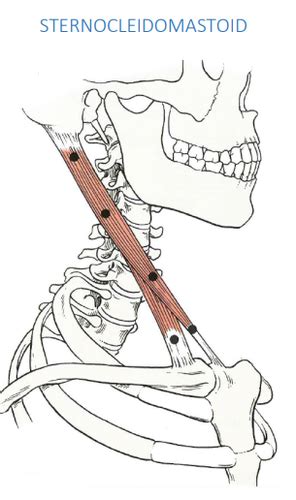 Lab Upper Torso Origin Insertion Action Flashcards Quizlet