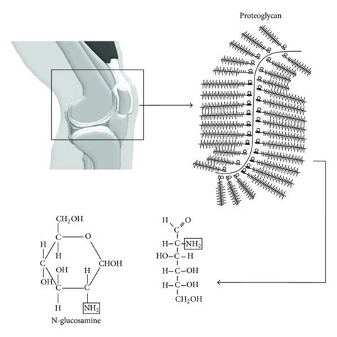 Chemical Structure Of Glucosamine Download Scientific Diagram