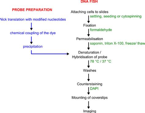 Robust 3d Dna Fish Using Directly Labeled Probes Protocol