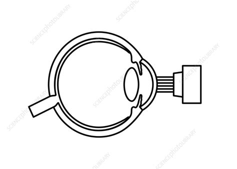 Laser Eye Surgery Illustration Stock Image F043 8029 Science Photo Library