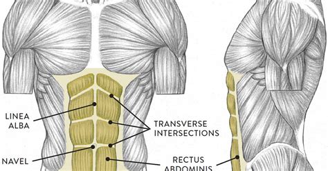 Back Muscles Anatomy Male Cross Section Anatomy Of Male Buttocks And