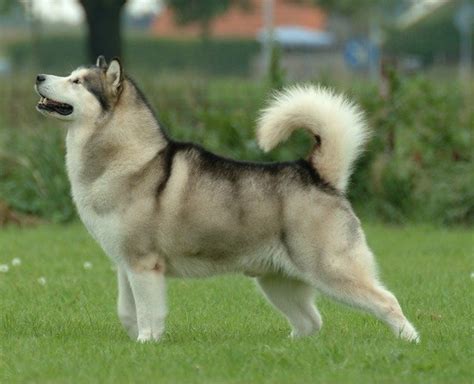 Alaskan Malamute A Z Animals
