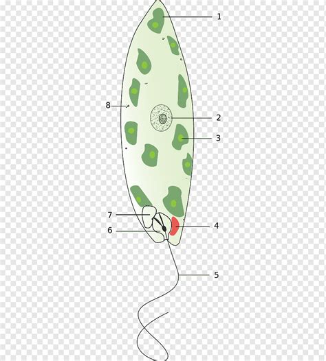 Euglena Eyespot Euglena Euglena Gracilis