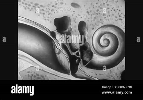 1940 An Animated Diagram Shows How The Eardrum Works Stock Video