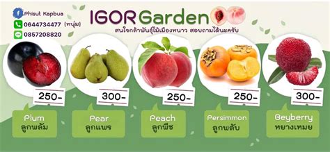 จำหน่ายไหลสตอเบอรี่พ จำหน่ายไหลสตอเบอรี่พันธุ์พระราชทาน80