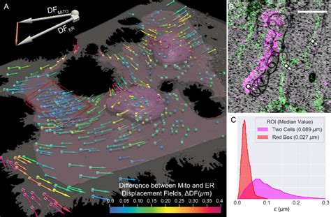 high accuracy correlation of cryo smlm and fib sem data using organelle