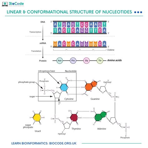 Bioinformatics Computationalbiology Datascience Biology Biotechnology Scripting Coding