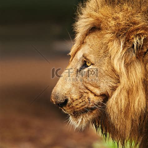 他是一位非常自豪的国王。高清摄影大图 千库网