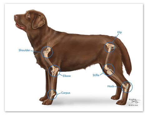 Precision Medical Media — Illustration