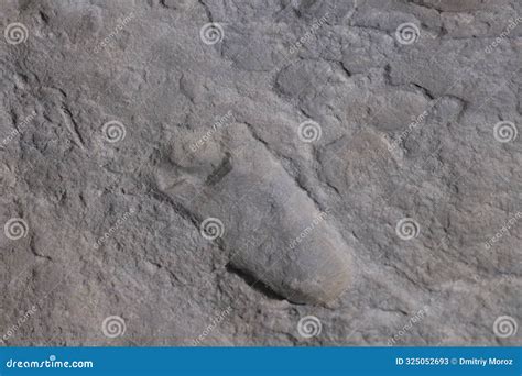 Fossil Footprints By Australopithecus Afarensis Stock Image Image Of