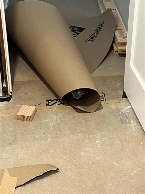 Cats Inside Objects Rcats