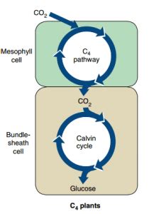 C C And CAM Photosynthesis Difference Explained