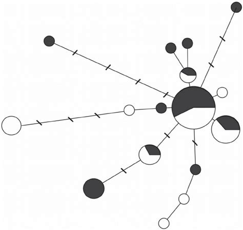 Minimum Spanning Tree Showing Relationships Among Haplotypes Of Download Scientific Diagram