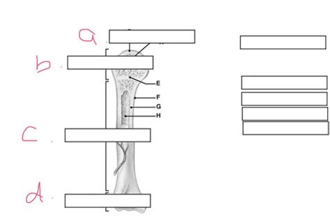 Skeletal Exam Flashcards Quizlet Skeletal Exam Flashcards Quizlet