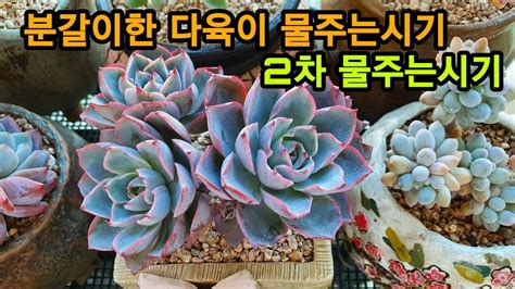 다육이♡ 분갈이한 다육이 물주는시기 알아보아요💓💓 Youtube