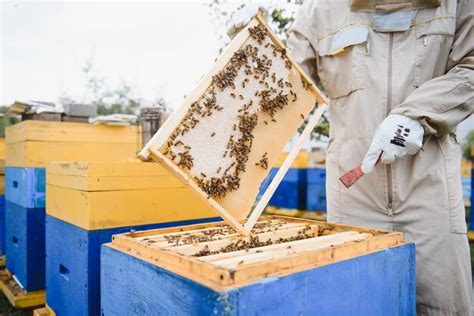 L Apiculteur Travaille Avec Les Abeilles Et Les Ruches Sur Le Rucher