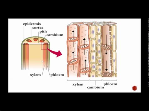 Structure Of Xylem And Phloem In Plants Infoupdate Org