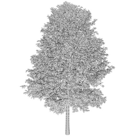 Shingle Oak Tree 01 3d Model By Antoniokowatsch