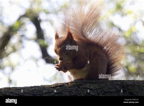 Female Red Squirrel Sciurus Vulgaris Sitting On A Massive Branch Of A