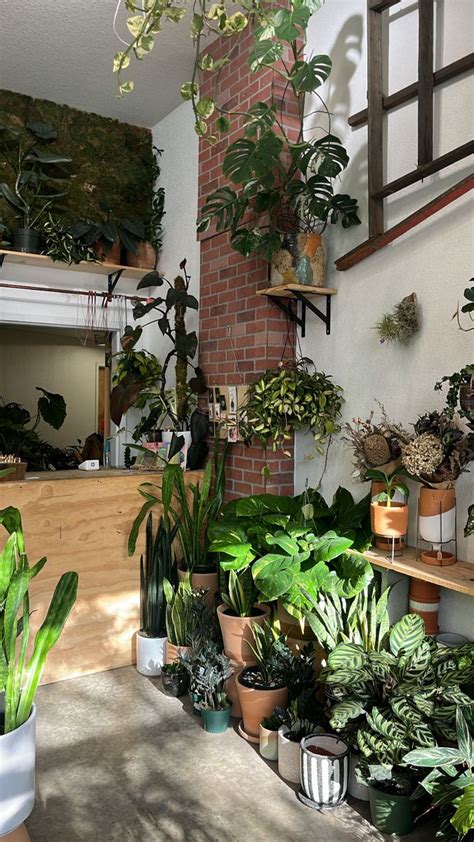 Plants Aesthetic Home