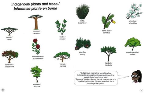 Figuur 20 Inheemse Plante En Bome Ofb P 74 Download Scientific