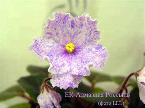 Фиалка ЕК-Алмазная Россыпь