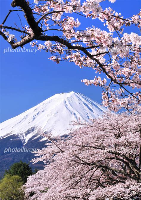 河口湖畔の桜と富士山 写真素材 1347778 フォトライブラリー Photolibrary