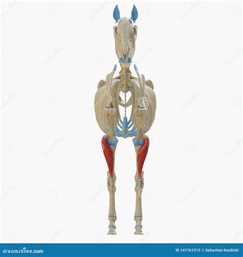 The Extensor Carpi Ulnaris Royalty Free Illustration Cartoondealer