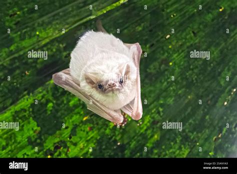 Diclidurus Albus The Northern Ghost Bat Is A Bat Species From South