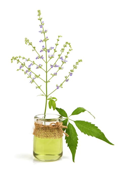 Premium Photo Chinese Chaste Or Vitex Negundo And Oil Isolated On