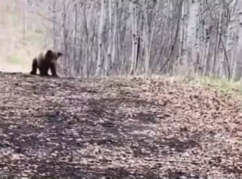 This Bear Cub ‘dancing In The Woods Rnatureisfuckingcute