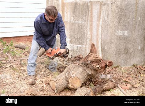 Man Cutting Fallen Tree With Chainsaw Stock Photo Alamy