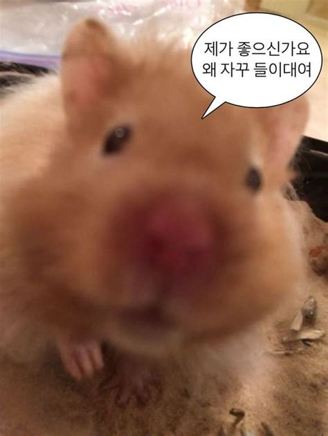 매일유머 밴드 유머 웃긴 밈 재미있는 것들