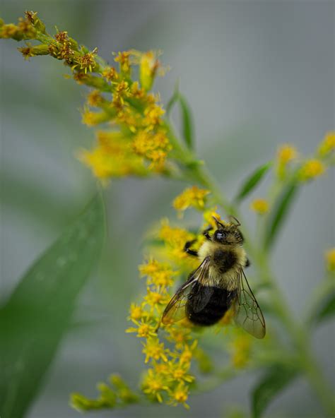 Pollinator Protection — Conservation Works